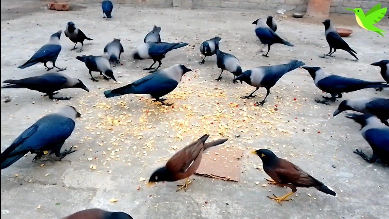 Crows beautiful and cute morning | Beautiful crows sounds ever - YouTube