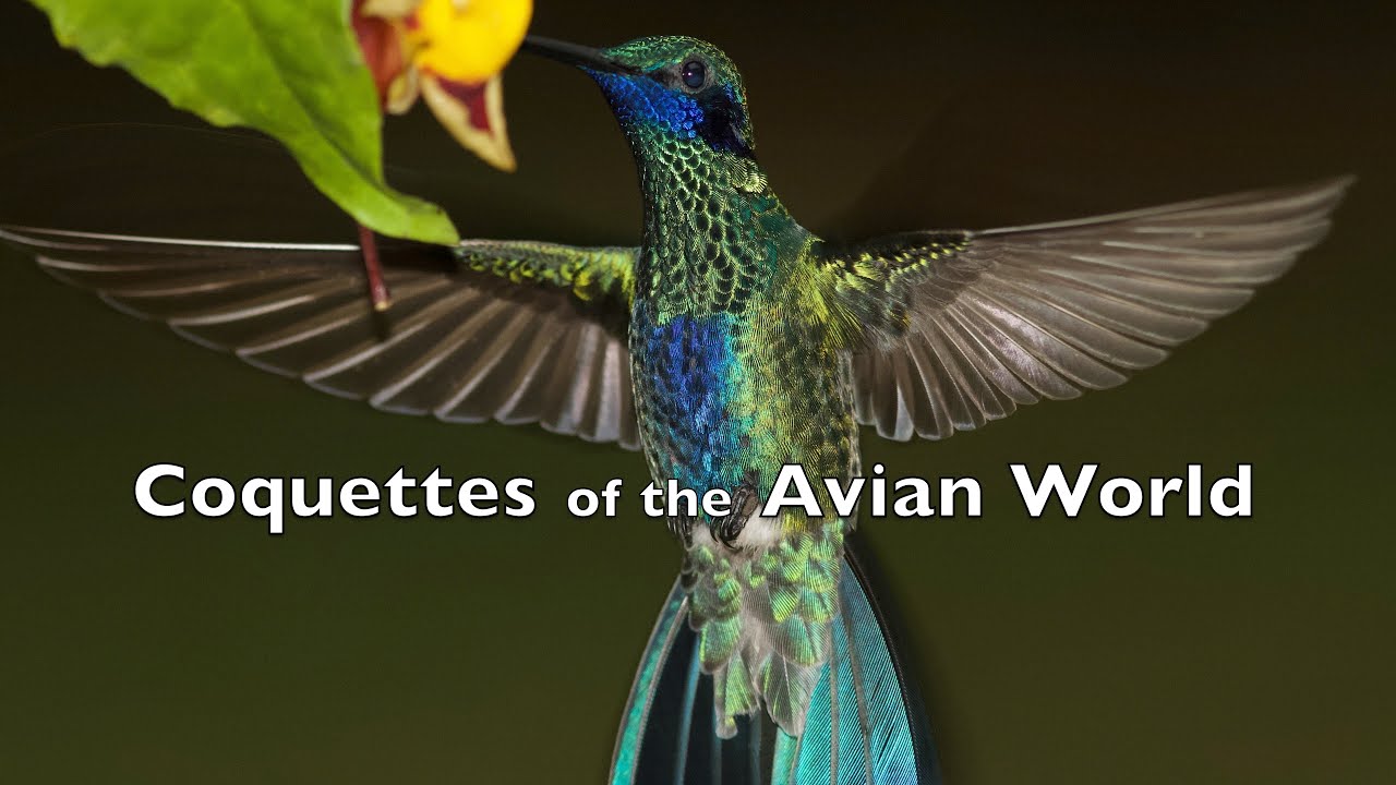 Coquettes of the Avian World - YouTube