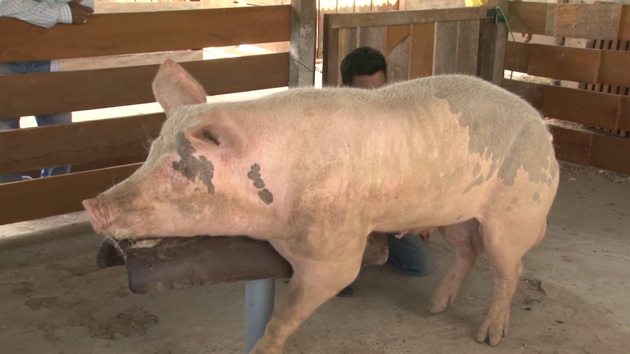 008 - Reproducción de marranas mediante monta natural e inseminación ...