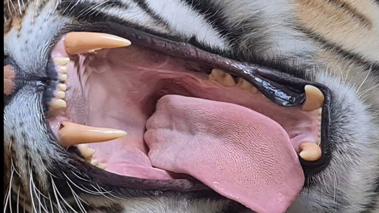 Terrifying tiger teeth! - YouTube