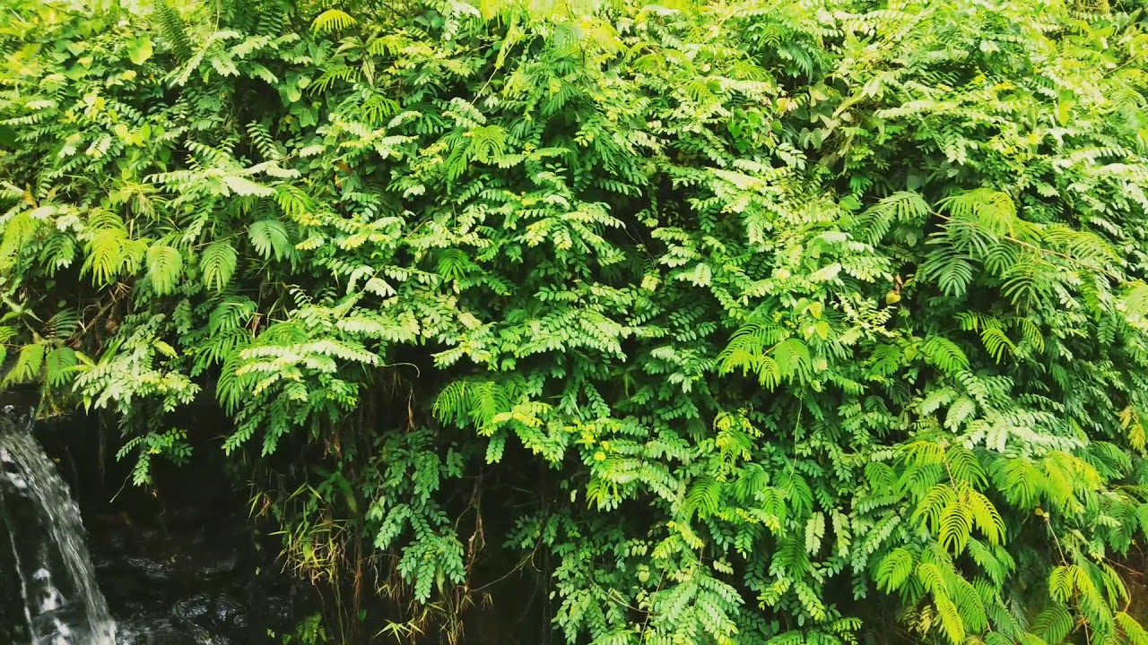 ទឹកធ្លាក់កាចាញ -Kachanh Waterfall - YouTube