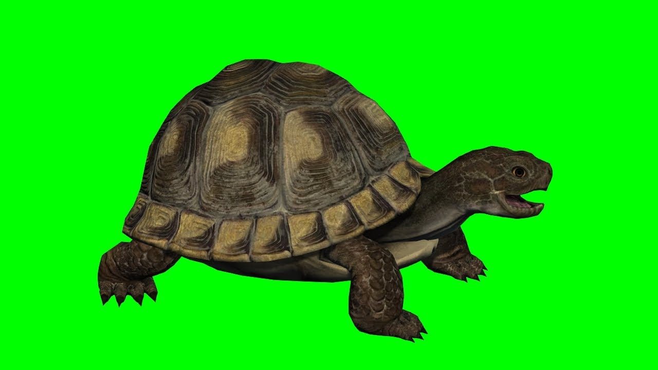 Turtle green screen effects II Turtle II Green Screen Effects II Turtle ...