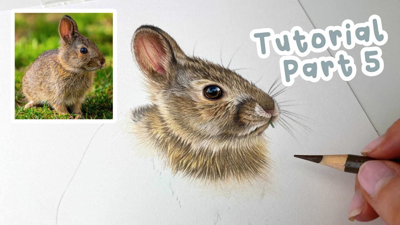 How to Draw a Realistic Bunny Rabbit | Bunny Rabbit Coloured Pencil ...
