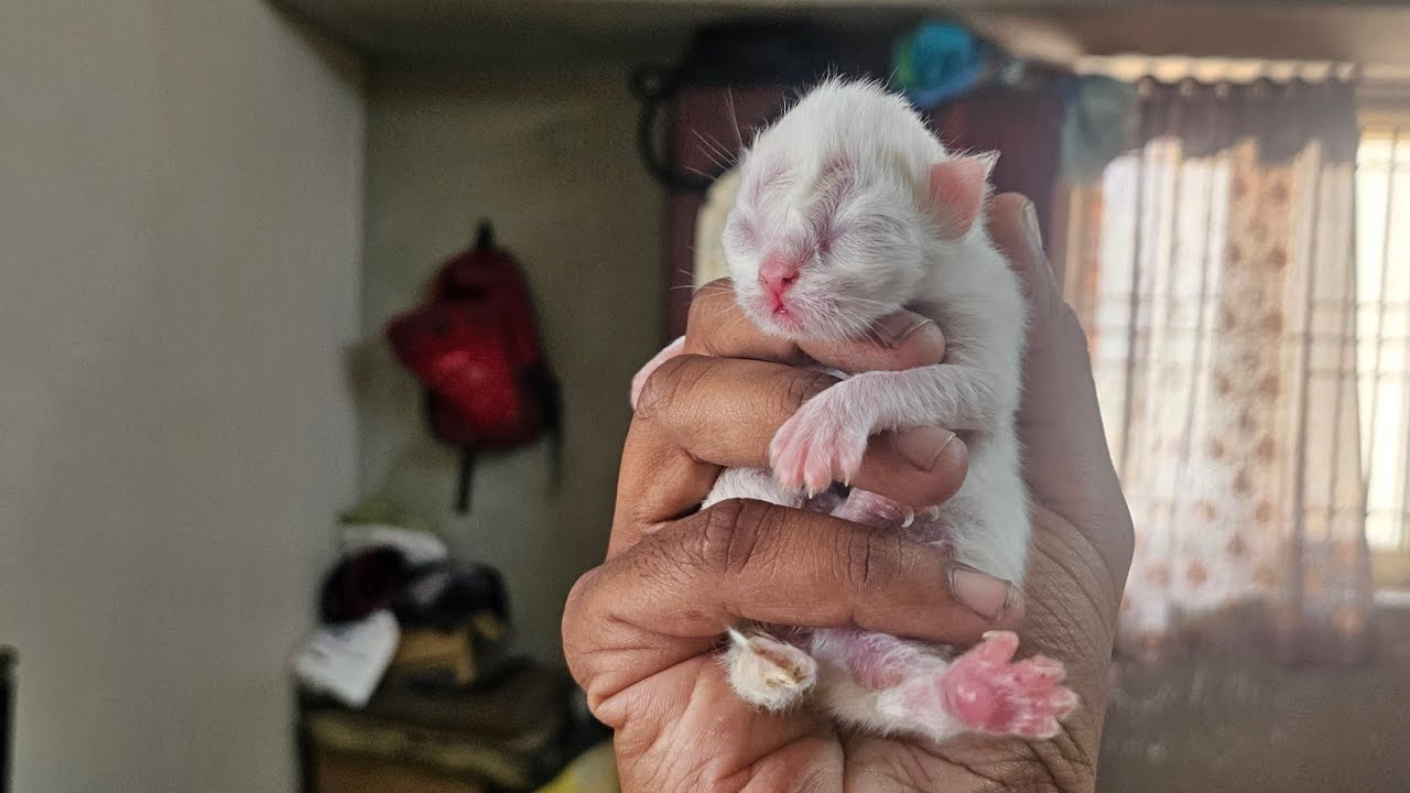 Cat giving birth |My cat delivery | New born kitten | Persian cat ...