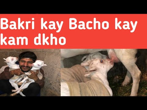 Katnay cute bachay MashAllah 👌 - YouTube