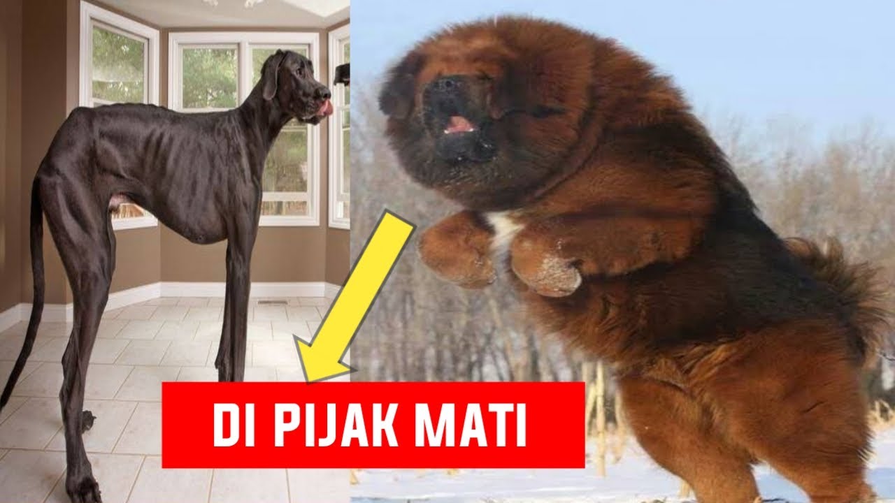 Anjing nya besar benget, cocok nih buat penjaga rumah !! daftar ras ...