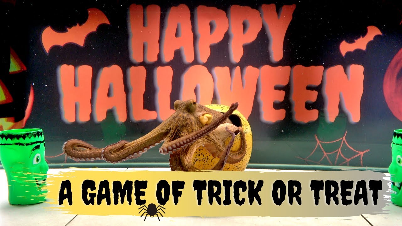 Octopus Trick or Treat - Halloween Special - YouTube