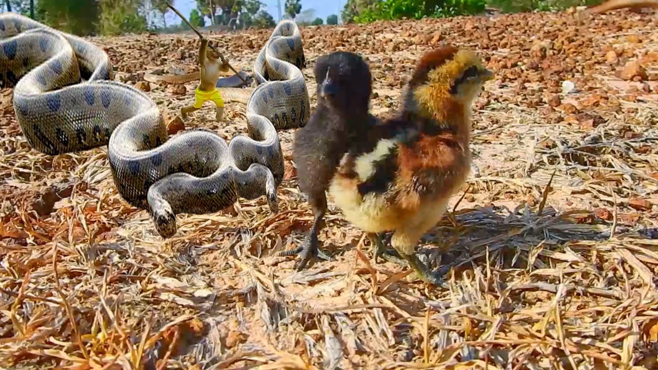 Great Job ! SokYaa Save Chicken From Snake, Snake Catching Chicken ...