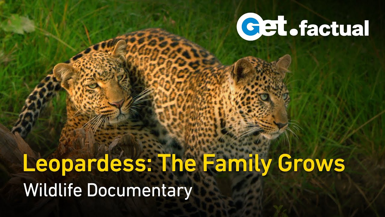 The Leopardess: Haunted Huntress | Full Wildlife Documentary - YouTube