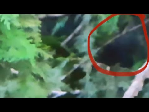 DOG MAN CAUGHT ON CAMERA - YouTube
