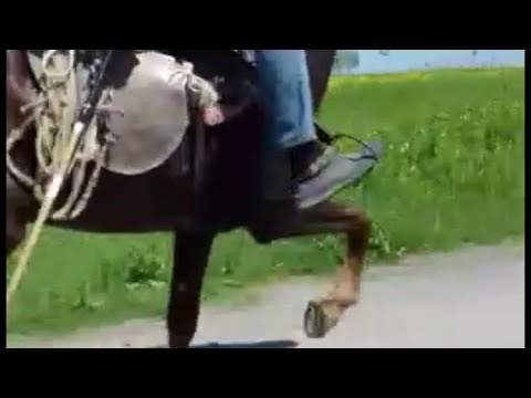 Kuren (Agcebedi) Gonderdi Rahib