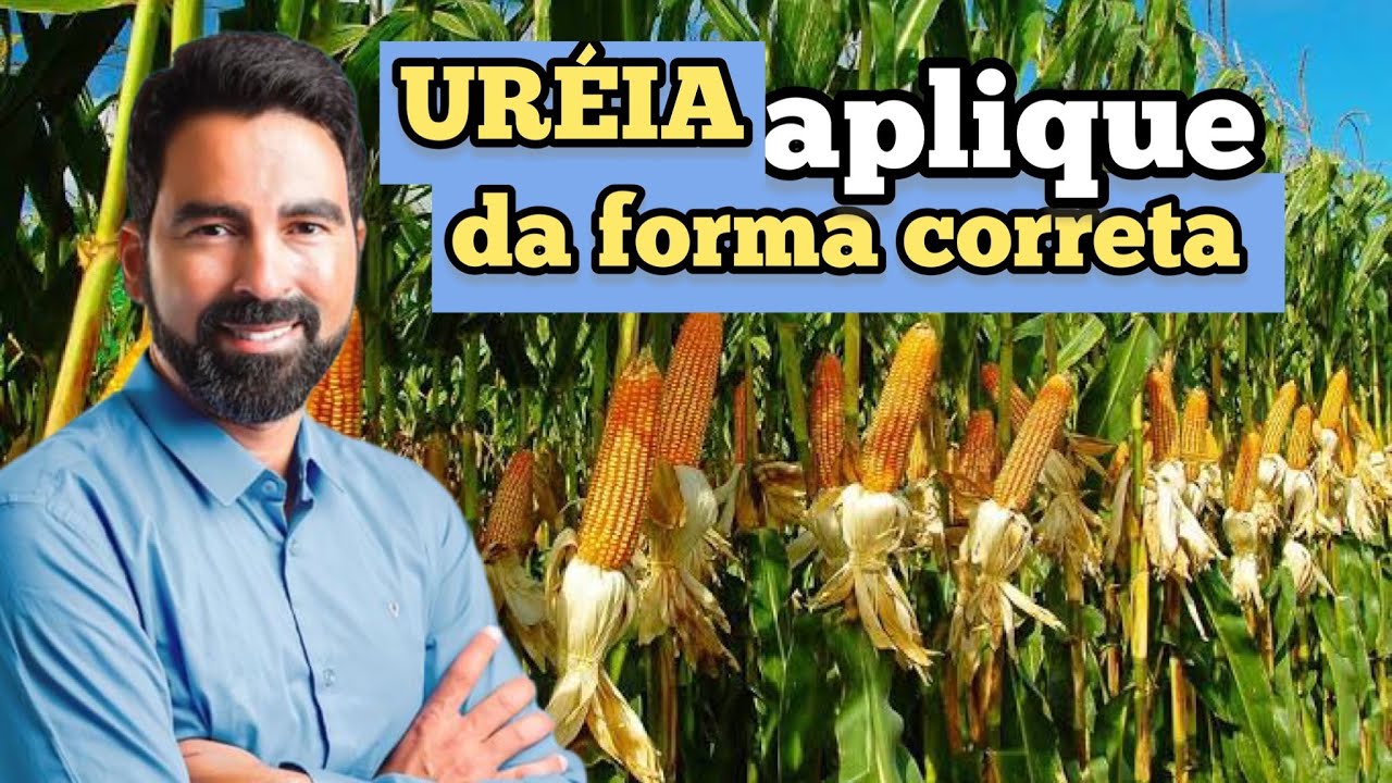A FORMA CORRETA DE APLICAR UREIA PARA PRODUZIR MUITO - YouTube