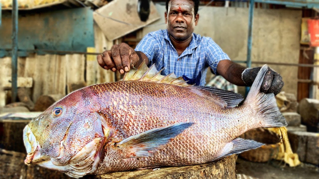 KASIMEDU 🔥 MR.VIJI | BIG SIZE MONSTER KORALI FISH CUTTING VIDEO | 4K ...