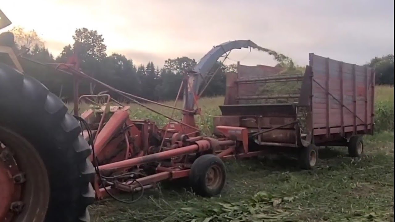 Chopping Corn Silage on a Small Family Farm - YouTube