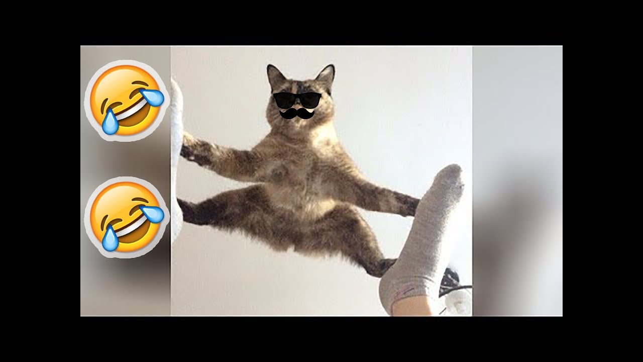 Cats are so funny you will die laughing 😀 - Funny cat compilation - YouTube