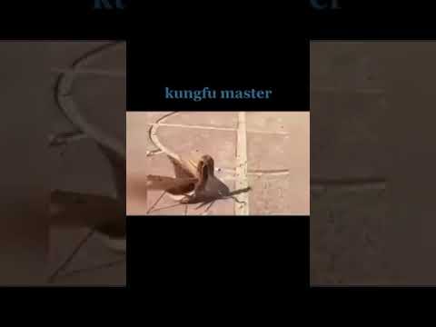 Kunfu master - YouTube