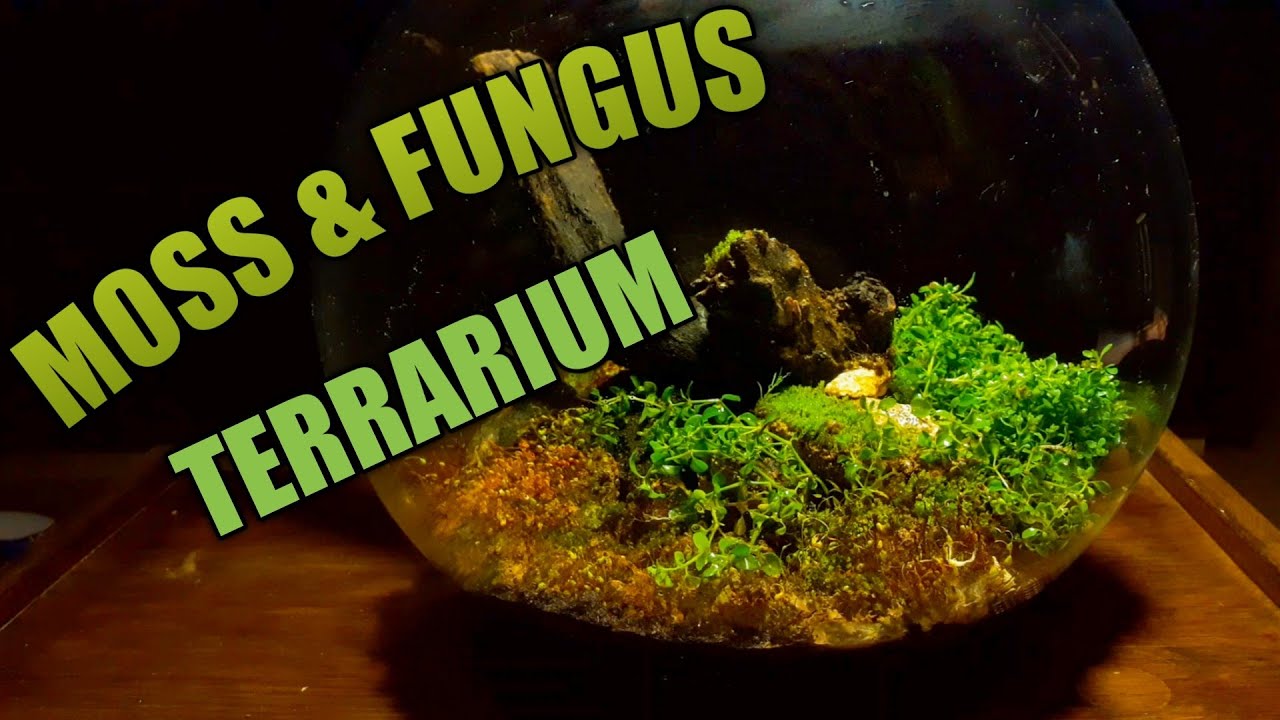 Moss and Fungus. Creating a mini world terrarium. - YouTube