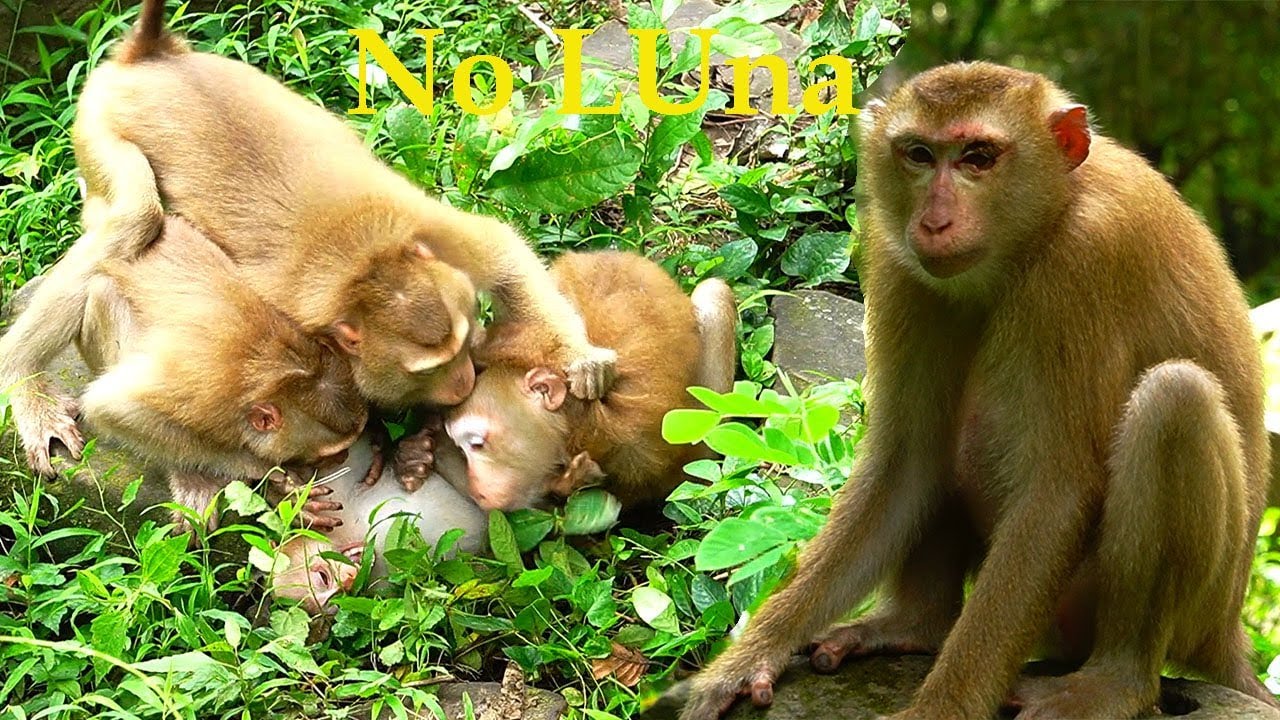 LUna stickily b-i-t-e Poor Baby Luca, Katrina help him by drag her out ...