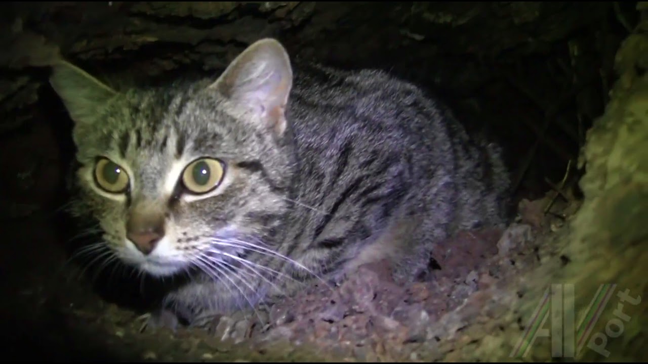 Cute Kittens - First Look Inside Feral Cat Den - YouTube