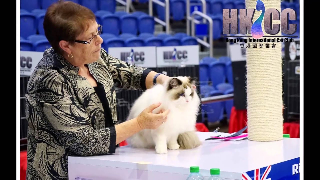 HKICC Champion Cat Show 3 (喵星人大作戰 Episode3) - YouTube
