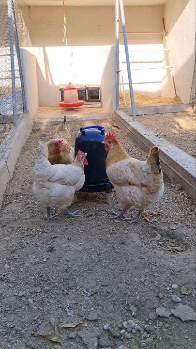 Esta semana video sobre cómo eliminar o controlar una plaga de moscas en el gallinero! - YouTube