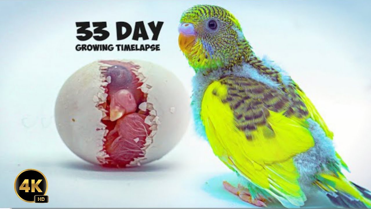 budgie baby growth stages| baby budgie hatching and growing|day 1to day ...