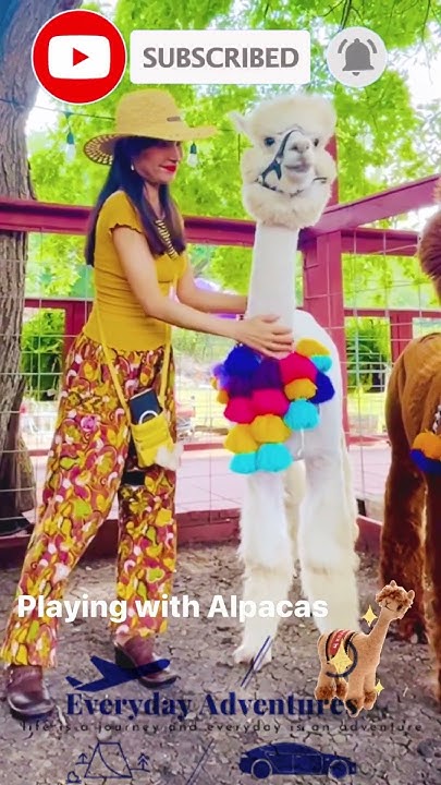 Playing with Alpacas | Triple Crown Alpacas | Midlothian Texas #alpacas #texastravel #midlothian ...