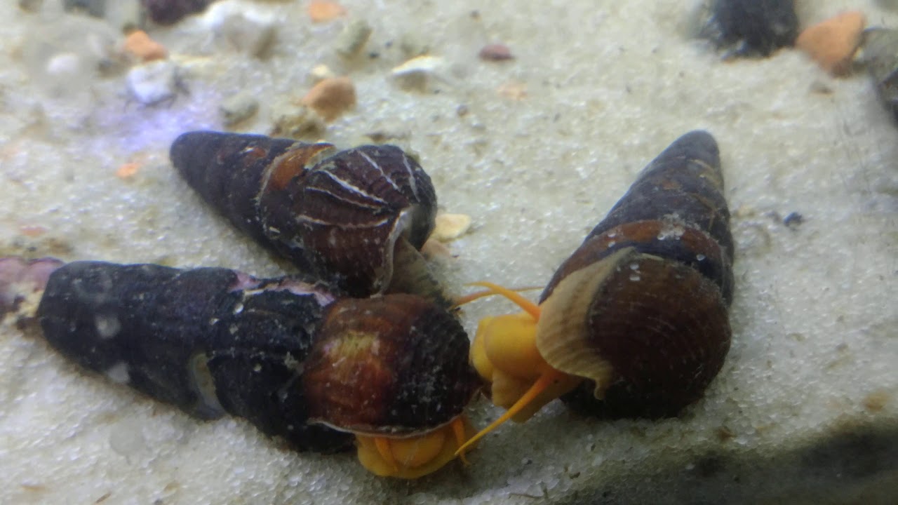 Rabbit Snail Update - 004 - more babies! - YouTube