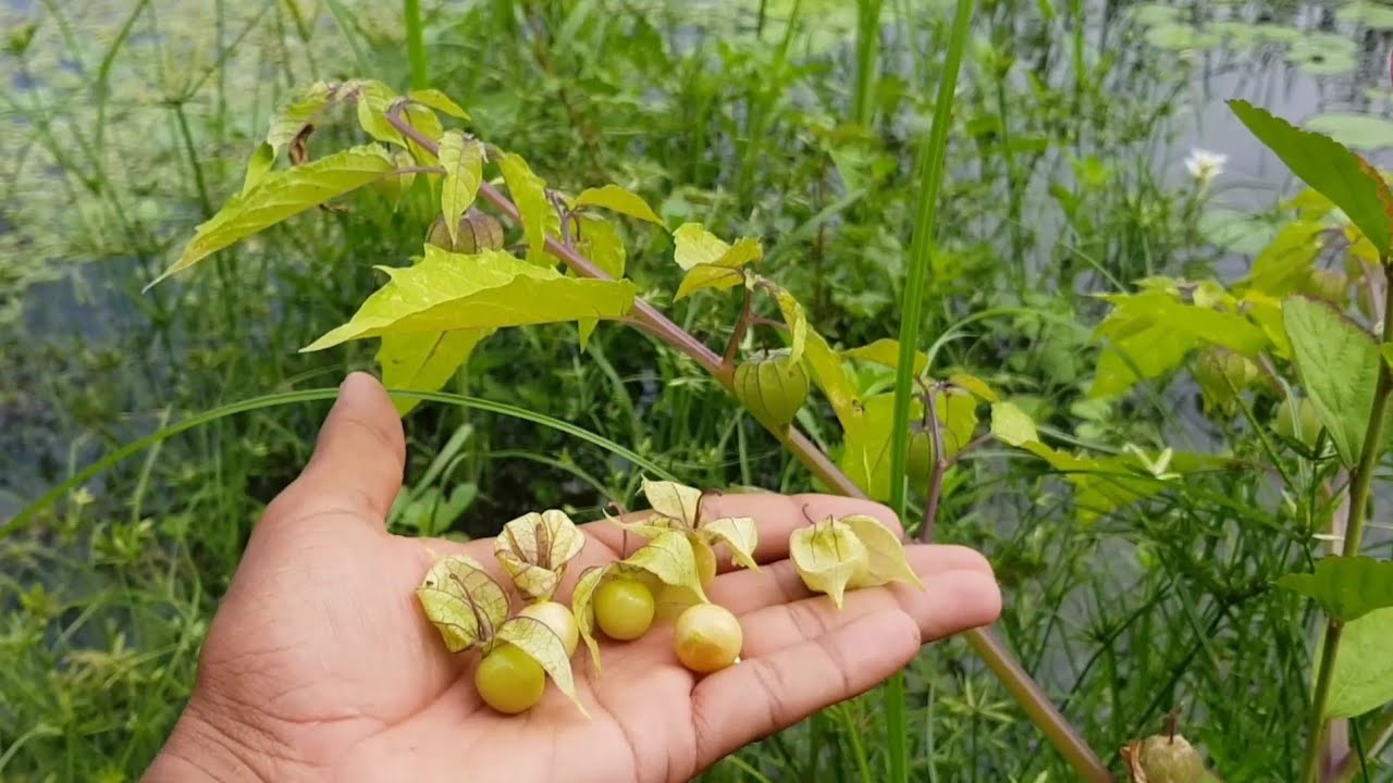 Pegando camapu, canapu ou camapum (physalis) - YouTube