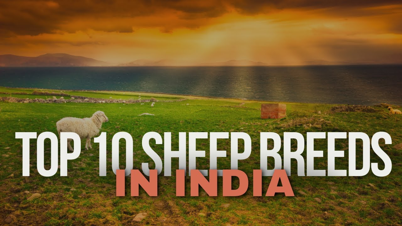 DISCOVER THE TOP 10 SHEEP BREEDS IN INDIA - YouTube