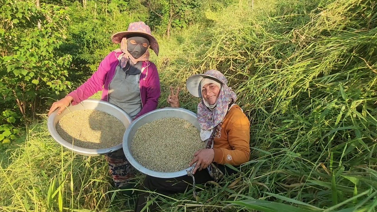 mu nchos noob nyom teb ntxhab2 ma sab kawg li os - YouTube