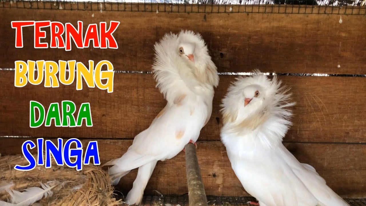 TERNAK BURUNG MERPATI HIAS JACOBIN | MERPATI SINGA INDIA DAN BURUNG ...