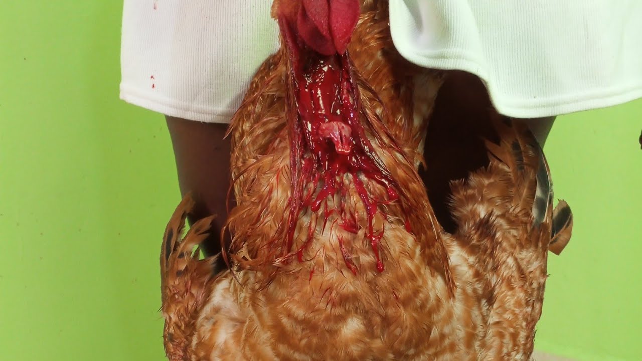 Woman Slaughter Chicken (Part 17) - YouTube