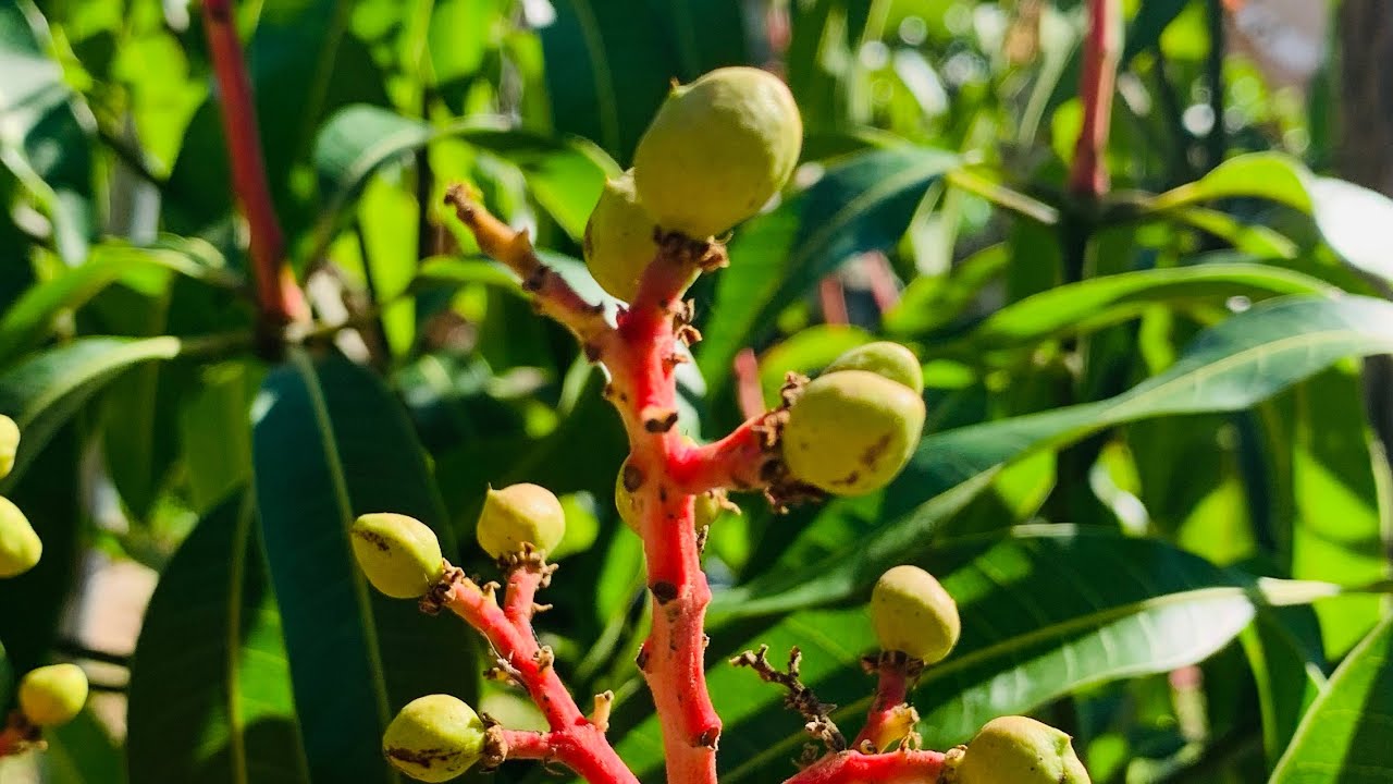Two Mango trees blooming for the first time in many years !! - YouTube