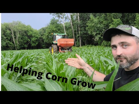 Trying To Maximize Corn Yields- Top Dressing Corn 2022 - YouTube