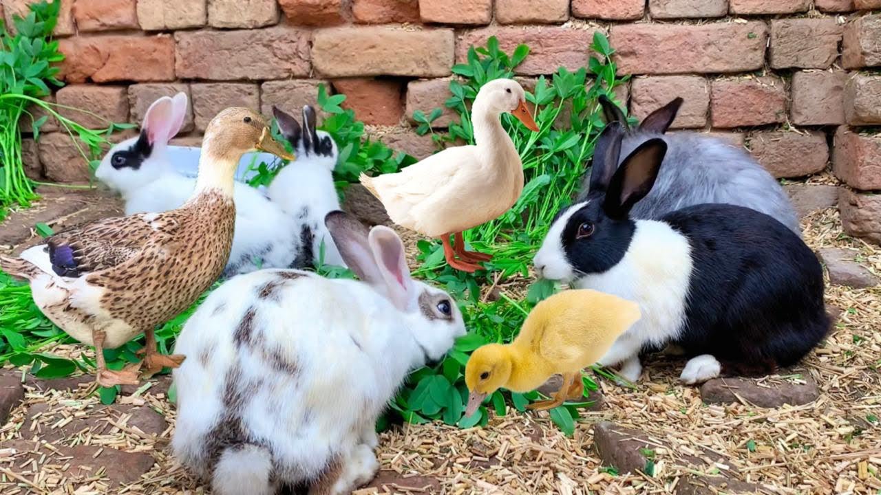 Funny Rabbit and Ducks playing with Cute bunnies,Cute and adorable ...