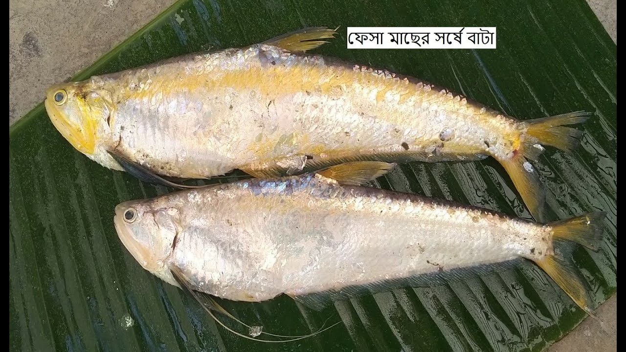 ফেসা মাছের সর্ষে বাটা || Shorshe Bata || Mustard with Fesa Fish - YouTube