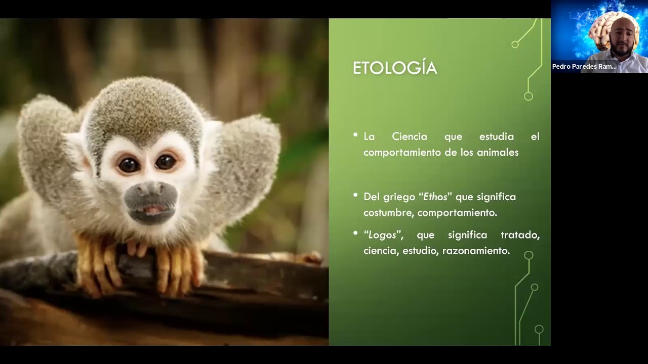 Etología y Cognición Animal (Webinario Dr. Pedro Paredes Ramos) - YouTube