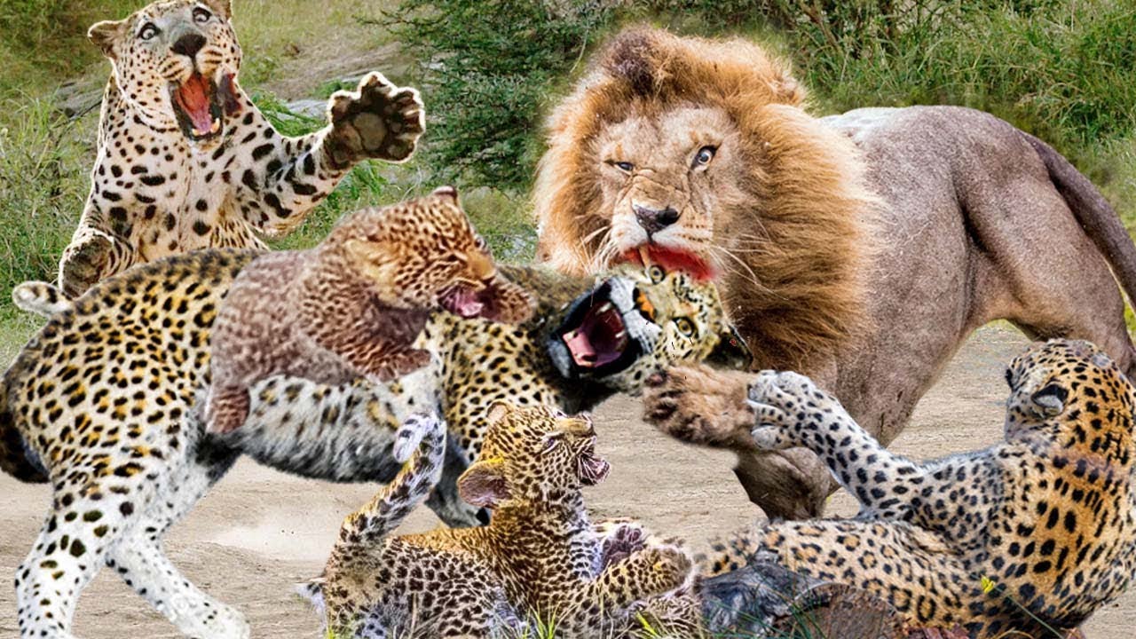 In A Deep Sleep, The Leopard Jumped At The Lion's Lightning Attack ...