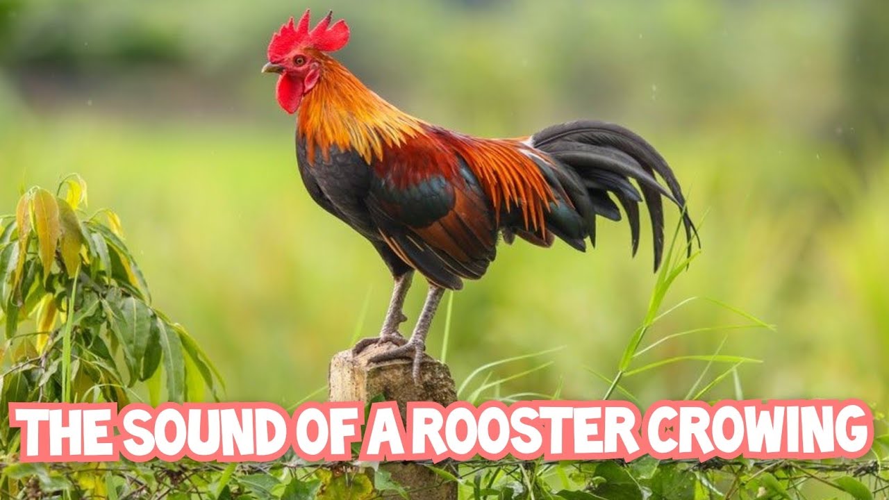The Sound of a Rooster Crowing - YouTube