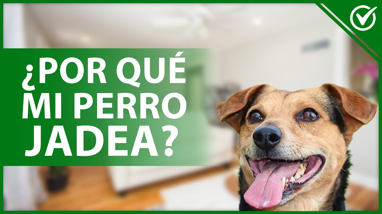🐶 ¿Por qué mi perro JADEA MUCHO y qué debo hacer al respecto? - Todas ...