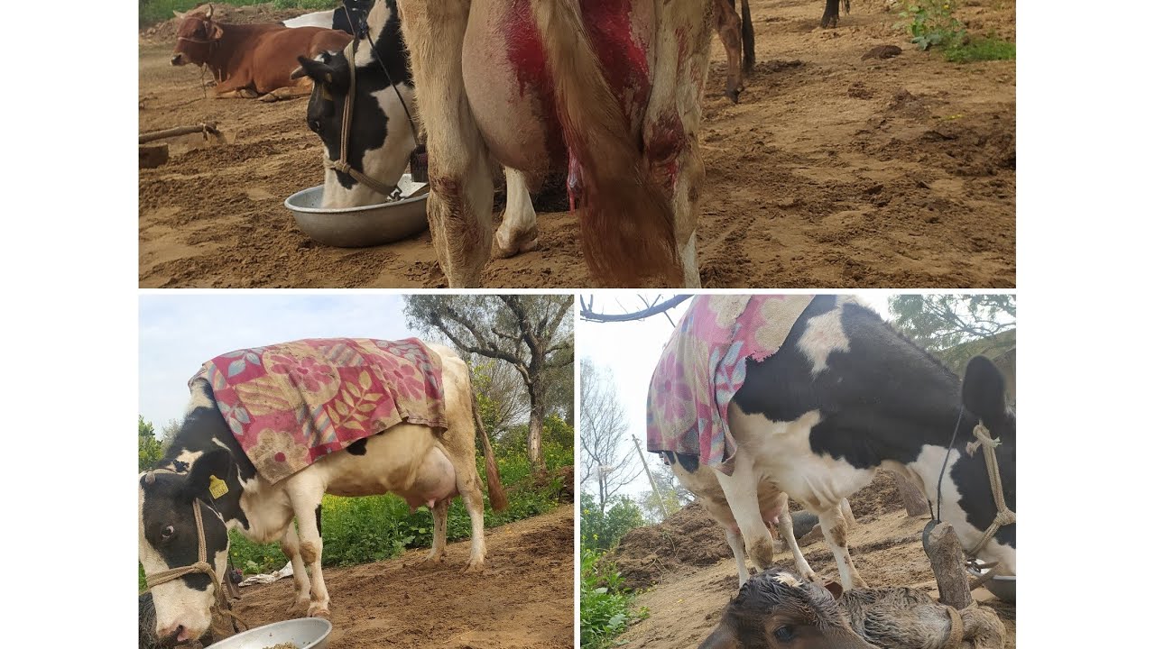 ⭐top quality hf cow 35 litter dudh capacity budania dairy farm ...