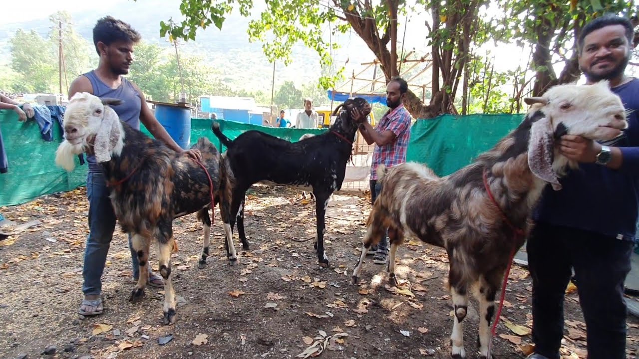 Very Big Andul And Khassi Goats At Al Abrar Goat Farm. - YouTube