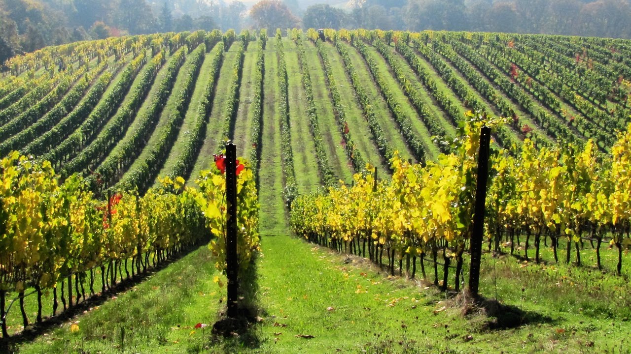 LIVE: A Sustainable Program for Wine Growers and Wineries - YouTube