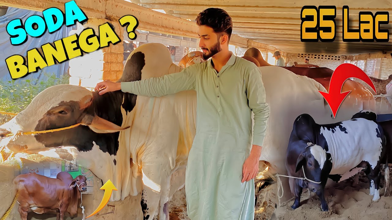 Peshawar Maweshi Mandi kala Latest Update ️ | Cow Mandi 2024 😍 - YouTube