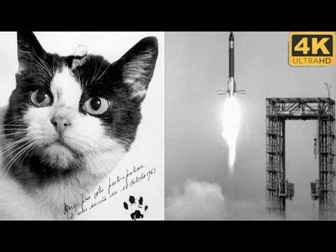 What Happened to Felicette in Space? *First Cat in Space* - YouTube