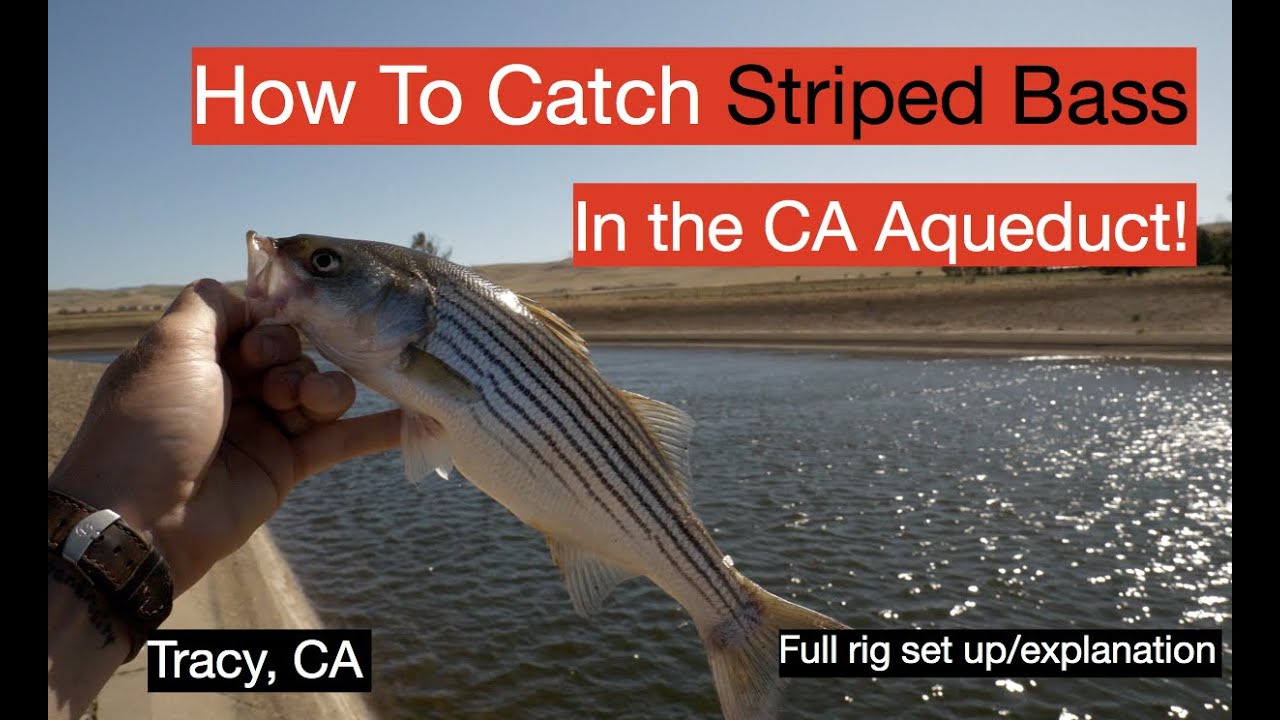 Crazy STRIPER FISHING in the CA Aqueduct (with rig set-up & tutorial ...