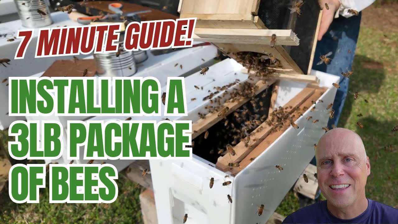 How to Properly Install a Package of Bees (Step-by-Step Guide) - YouTube