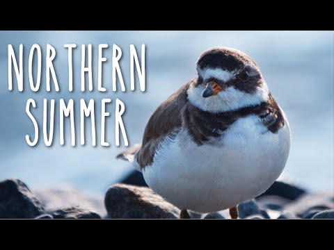 Northern Summer | Nature and Wildlife Reel (2022)