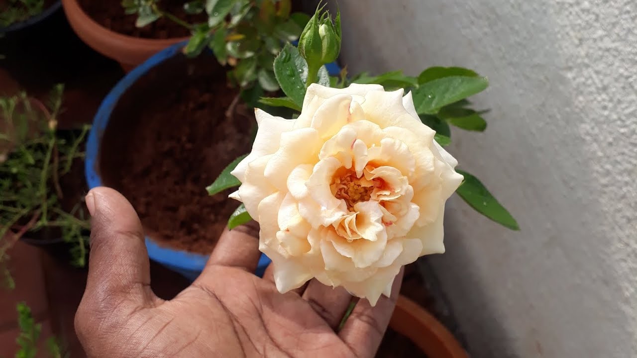 I got my first 7 days rose😍 ️ - YouTube